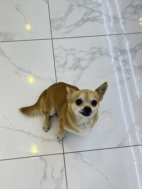 대구강아지무료분양 달서구강아지무료분양 대구하이브리드견무료분양 달서구하이브리드견무료분양 대구 2022 0301 하이브리드견 미니 책임분양 강아지입양 고양이입양 도그마루