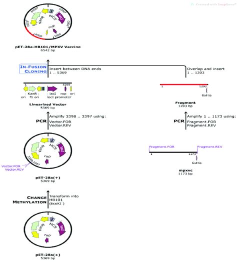 In Silico Pcr Amplification And Cloning Of Vaccine Construct Download Scientific Diagram