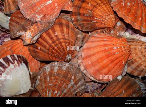 Bivalves bivalves Banque de photographies et dimages à haute