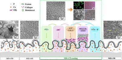 Osteogenic Activity Of A Micro Nano Hierarchical Nano Hydroxyapatite Coating On Zirconium Alloy