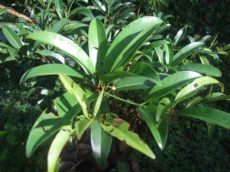 Manilkara Zapota Chico Sapote Nispero — Phytognosis