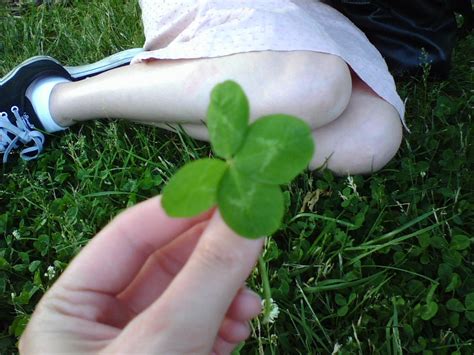 Four Leaf Clover On Tumblr