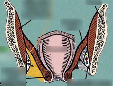 Anal Triangle Diagram Quizlet