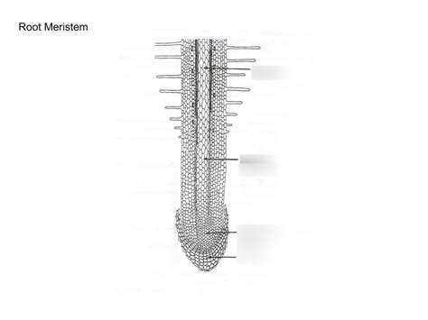 Root Meristem Diagram Quizlet