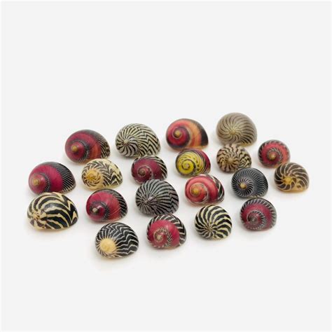 Nerite 20 Shells Cabinet Of Curiosities Neritina Small Shell Mini Shell Red Shell Shell