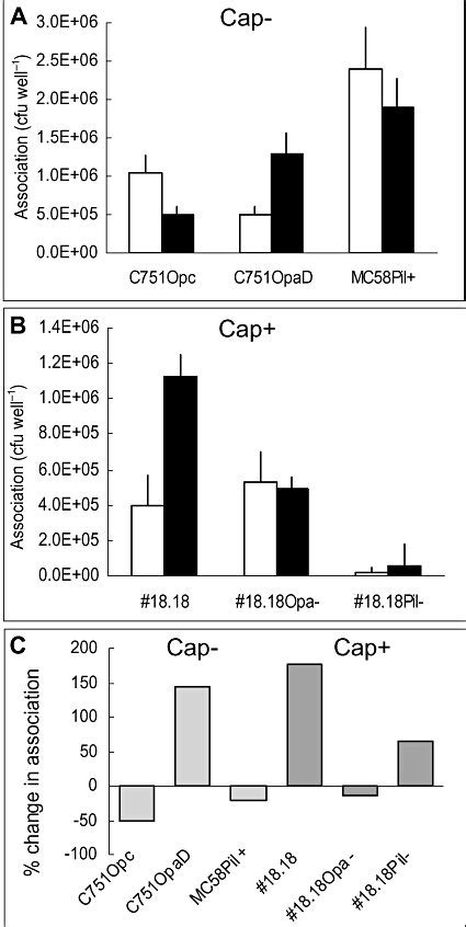 Increased Association Of Opa Expressing But Not Opc Or Pili Expressing Download Scientific