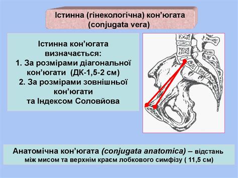 Анатомія кісток верхньої і нижньої кінцівок та їх зєднання Лекція №4 презентация онлайн