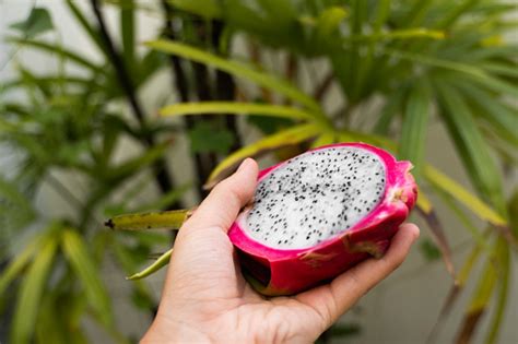 배경에 야자수가있는 드래곤 과일을 들고있는 남성 손 흰 드래곤 과일 또는 피타야 의 조각 열대와 이국적인 과일 건강하고 비타민 식품 개념 0명에 대한 스톡 사진 및 기타