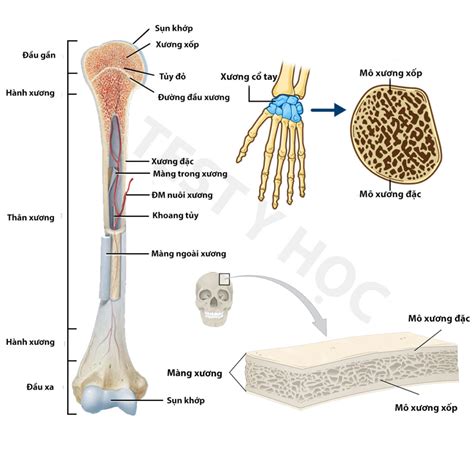 Đại Cương Về Hệ Xương Khớp Giải Phẫu Y Hà Nội