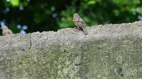 House Sparrow Stock Footage Video Of Slow Brown Natural 339889256