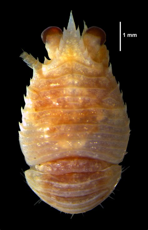 New Species Of Reef Associated Squat Lobster From Bay Of Bengal India