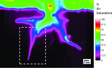 Oxygen Distributions Imaged By A Planar Optode Sensor Within A Rice Download Scientific