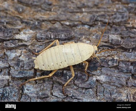 Adult Bush Cockroach Ellipsidion Humerale Climbing On Tree Trunk Western Australia Adult Bush Cockroach Ellipsidion Humerale Climbing On Tree Trunk Western Australia