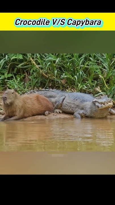 Crocodile Vs Capybara 🥊 Youtube