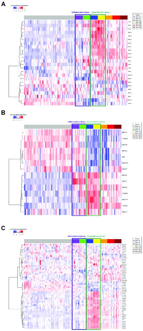 Supervised Hierarchical Clustering Of Custom Panels Of Genes Across All Download Scientific