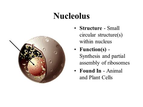Nucleolus Structure And Function