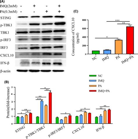 Activation Of The Sting‐irf3 Pathway Involved In Psoriasis With Diabetes Mellitus Pmc