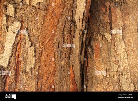 Texture Of Tree Bark In The Forest In Natural Sunlight Stock Photo Alamy
