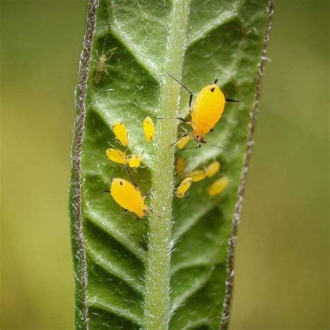 Oleander Aphids What Are They And How To Get Rid Of Them