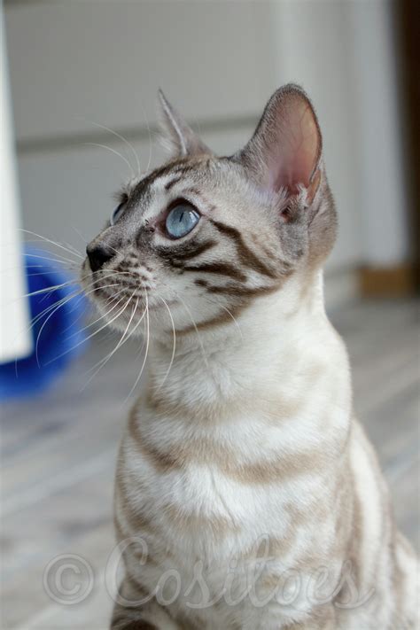 Charcoal Seal Lynx Snow Bengal Cat