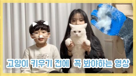 고양이 털 빗겨줬어요 Youtube