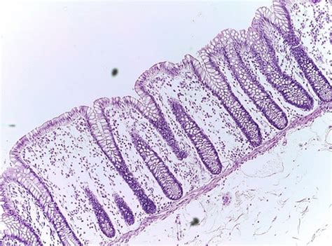 Digestive Histology Flashcards Quizlet