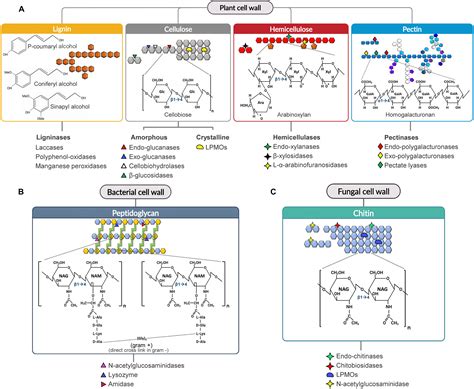 Enzyme In Cell Diagram