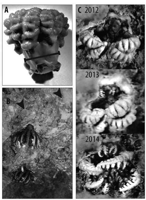 A Measurement Of Holopus Calyx Size At Widest Point Of Calyx