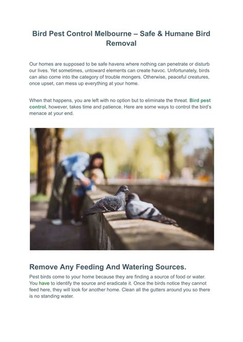 Ppt Bird Pest Control Melbourne Safe And Humane Bird Removal