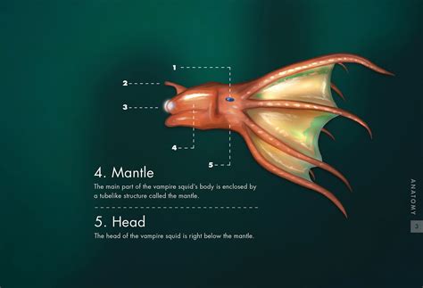 Vampire Squid On Behance