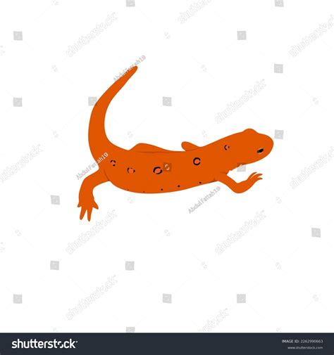 Red Spotted Newt Stock Vectors Images Vector Art Shutterstock