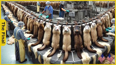 How Starting A Mink Farm With 50000 Could Yield 250000 In Just 12