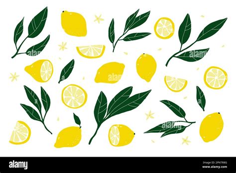 Lemon Set Hand Drawn Lemons Isolated On A White Background Slice