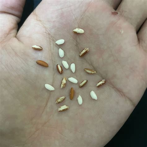 RiceDataset Object Detection Dataset By Rice