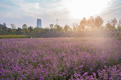 唯美花海素材 唯美花海模板 唯美花海图片免费下载 设图网
