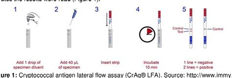 Figure 1 From Detection Of Cryptococcal Capsular Polysaccharide Antigen Of Cryptococcus Spp