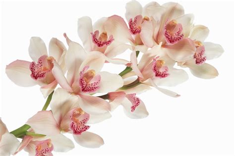 Fonds d'ecran Orchidées Fleurs télécharger photo