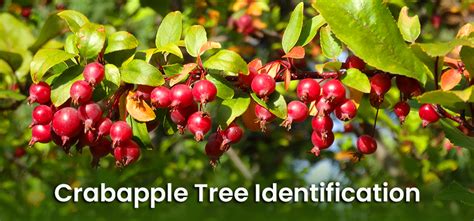 Crabapple Tree Identification What Does The Tree Look Like Embracegardening