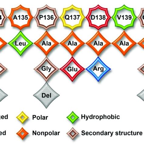 middle loop in arrestin 1 and the mutants linear wt sequence of the download scientific