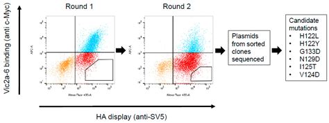 Antibodies Free Full Text Cross Reactive And Lineage Specific