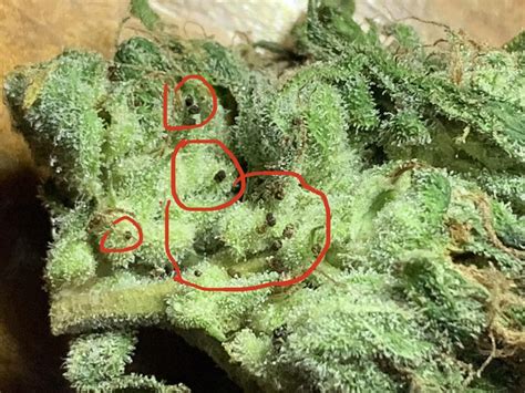 Can Anyone Explain This Mysterious Granules Inside Homegrown Bud Rmicrogrowery