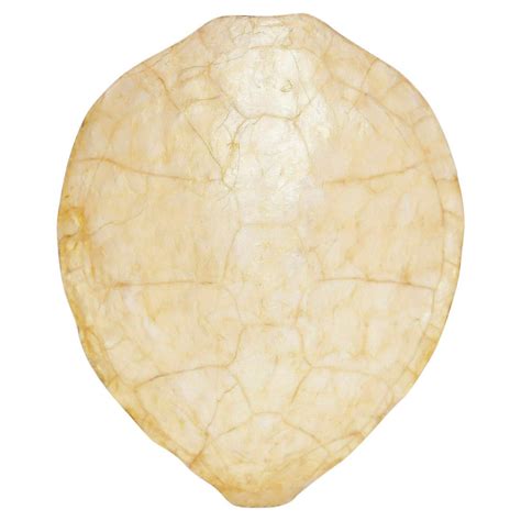 Capiz Turtle Shell Form At 1stdibs Large Turtle Shell For Sale Large