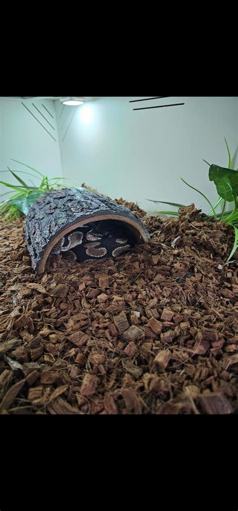 Does Anyone Know What This Is My 1 12 Old Ball Python Shed Last Night