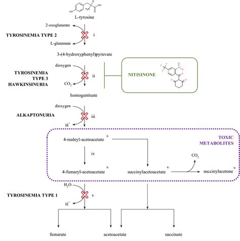 Tyrosine Metabolic Pathway Highlighting The Enzyme Defects Responsible