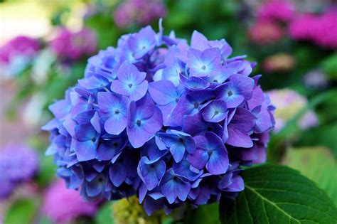 3 000 Hydrangea Flower Pictures And Images [hd] Pixabay