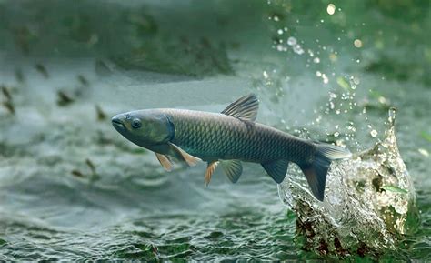 首个草鱼肠道微生物基因目录构建成功—论文—科学网