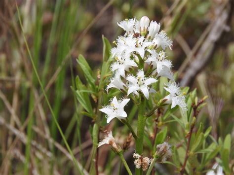 025 Bog Buckbean Cable Natural History Museum