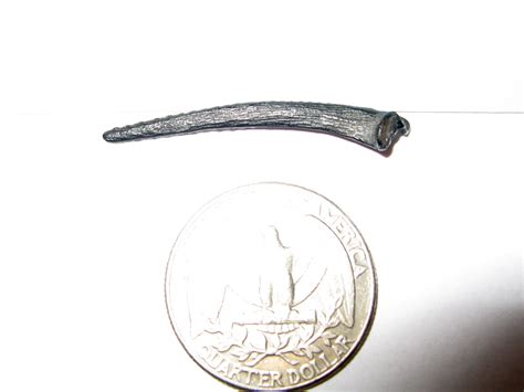 Stingray Barb Member Collections The Fossil Forum