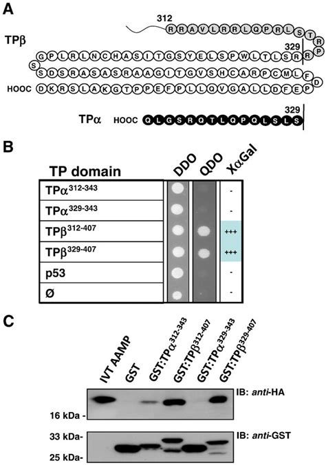 Interaction Of Aamp With The Carboxyl Terminal C Tail Domains Of Tpα Download Scientific