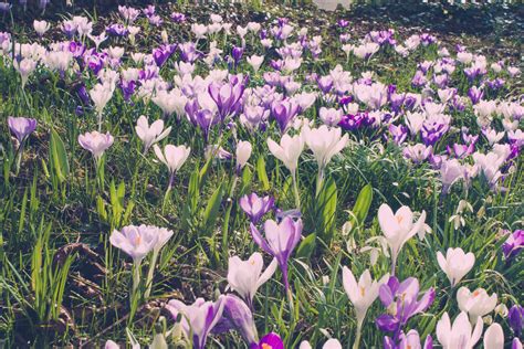 무료 이미지 자연 꽃잎 봄 식물학 정원 플로라 시즌 야생화 크로커스 사프란 꽃 피는 식물 육상 식물 홍채 가족 4272x2848